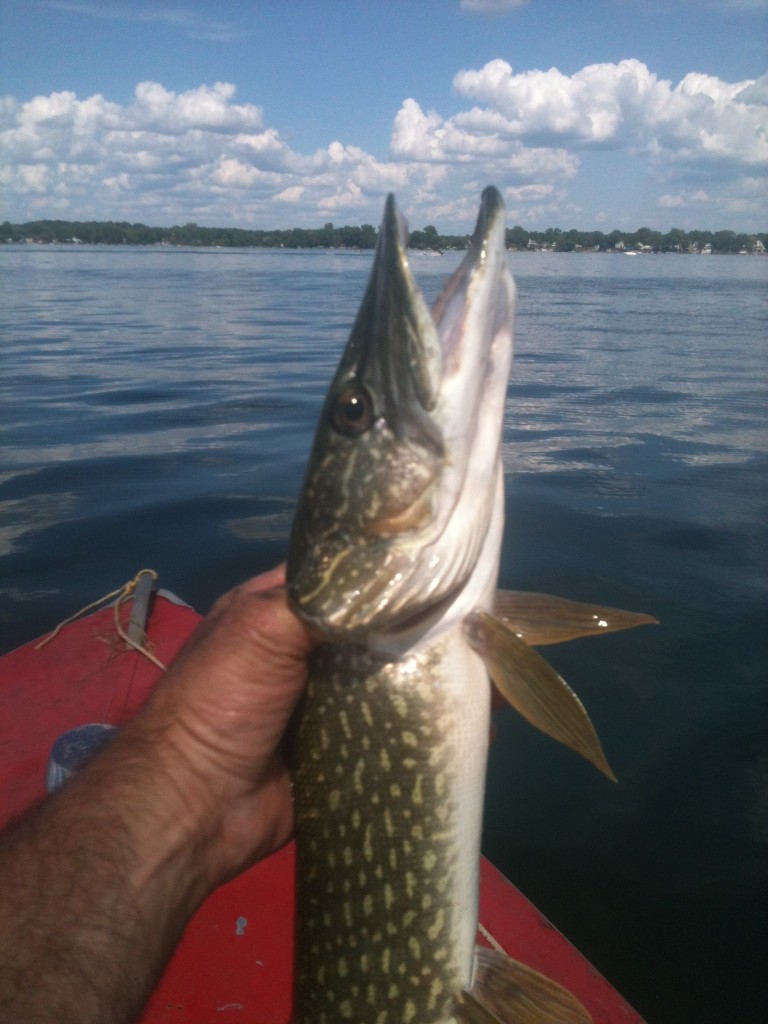 A Lure for Pike even Dummies can Catch Pike With! – Fishing Tips For ...